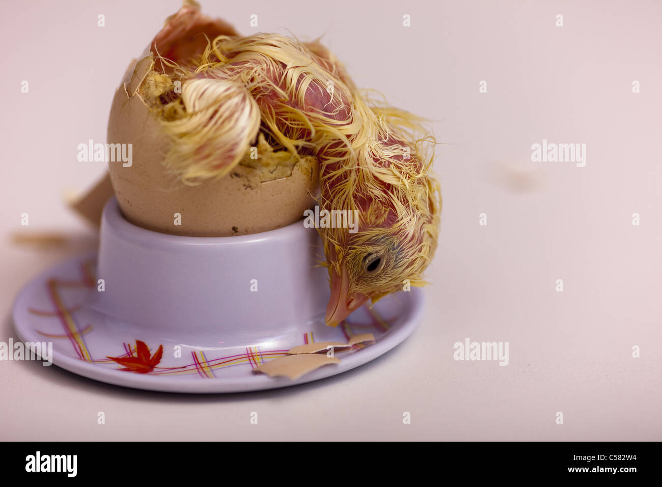 Chicken Hatching in a egg cup Stock Photo - Alamy