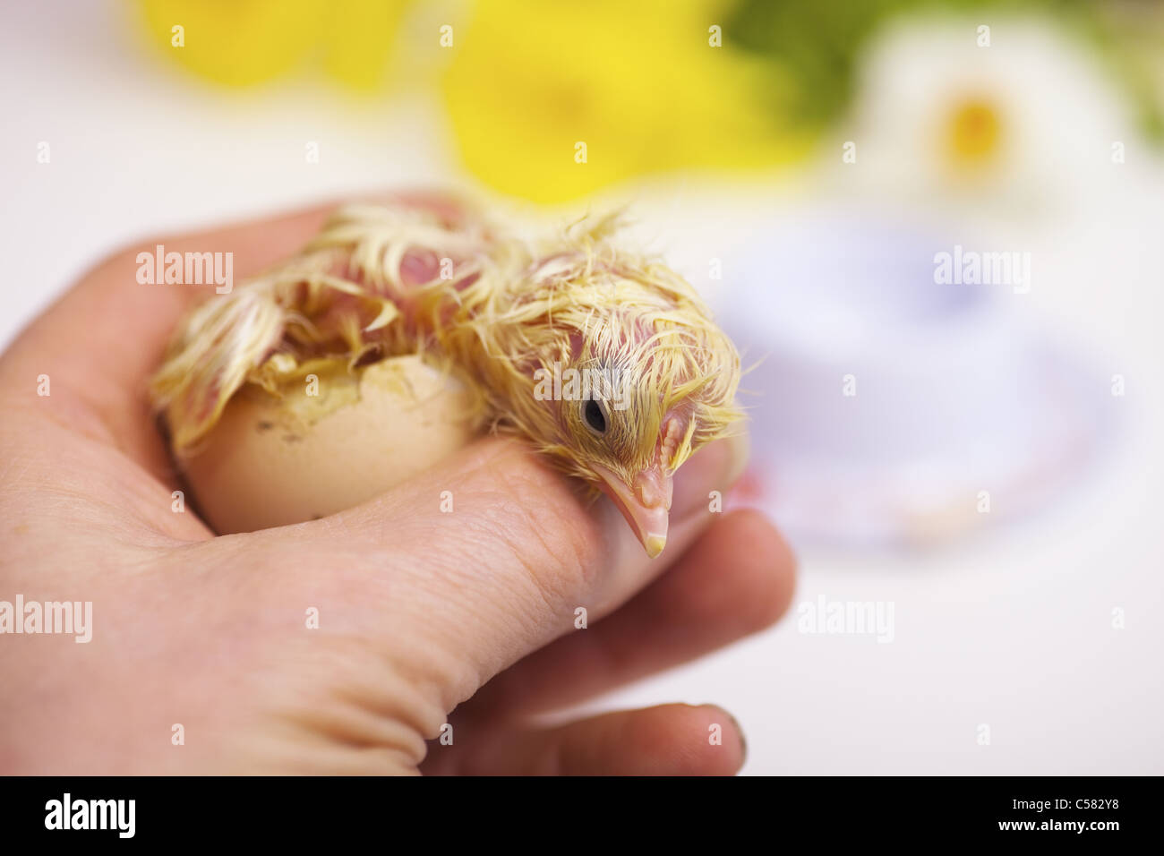 Chicken Hatching in a hand Stock Photo - Alamy