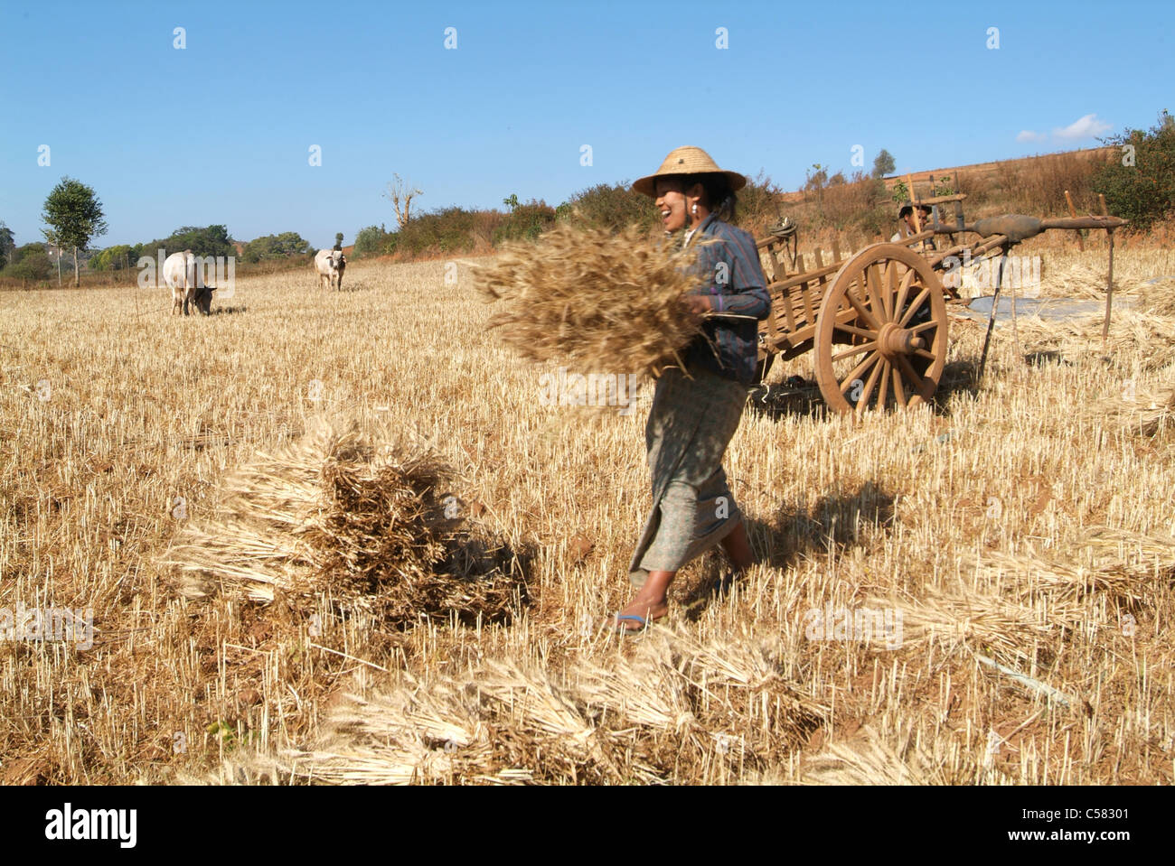 Asia, Burma, Myanmar, scenery, agriculture, plateau, near Aungban, near ...