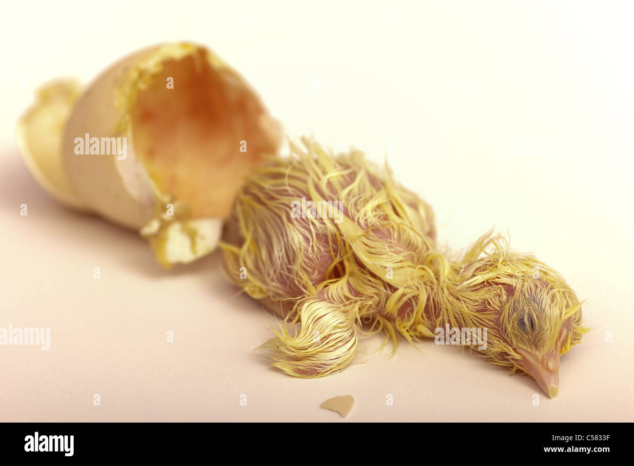 Hatching chicken hi-res stock photography and images - Alamy