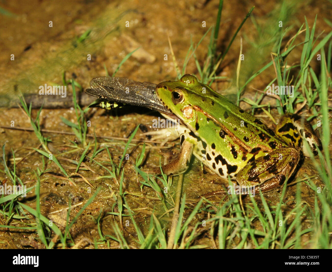 Animal, frog, eat, dragonfly, green, Switzerland, edible frog, Rana ...
