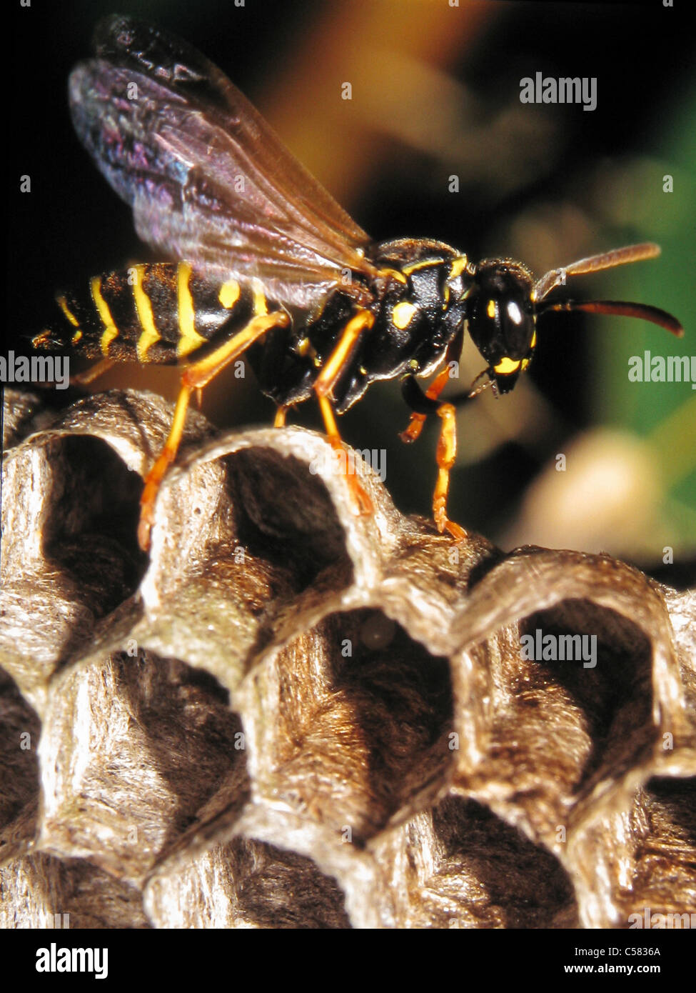 Nimpha hi-res stock photography and images - Alamy