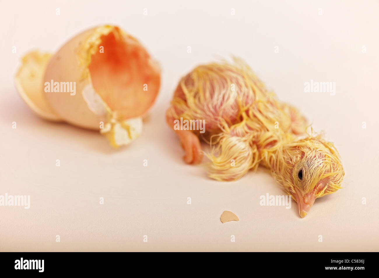 Hatching chicken hi-res stock photography and images - Alamy