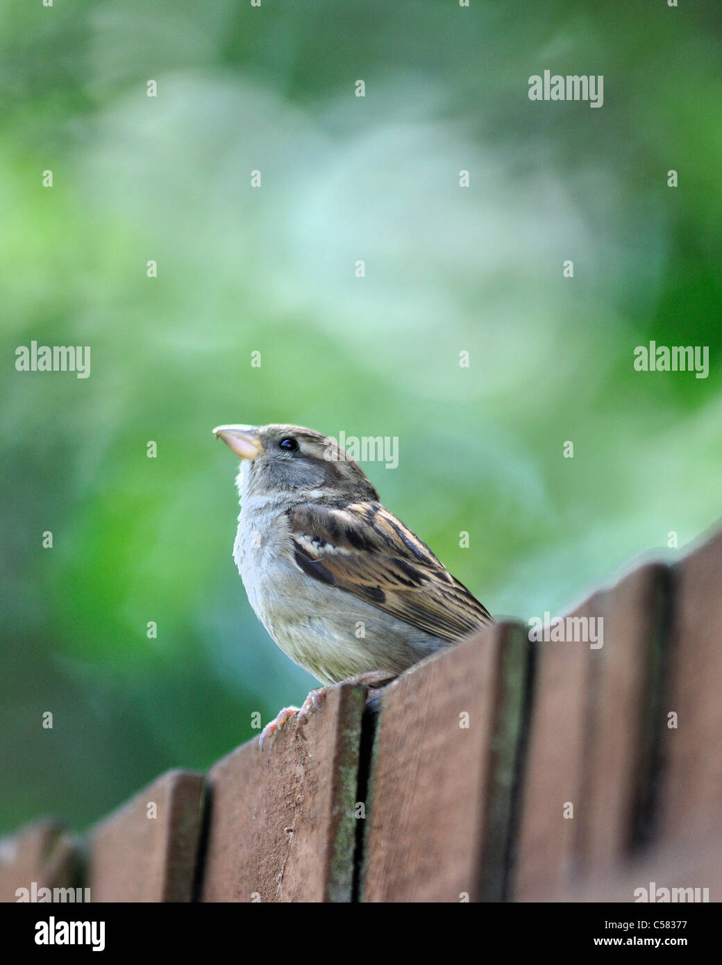 House sparrow fence hi-res stock photography and images - Alamy