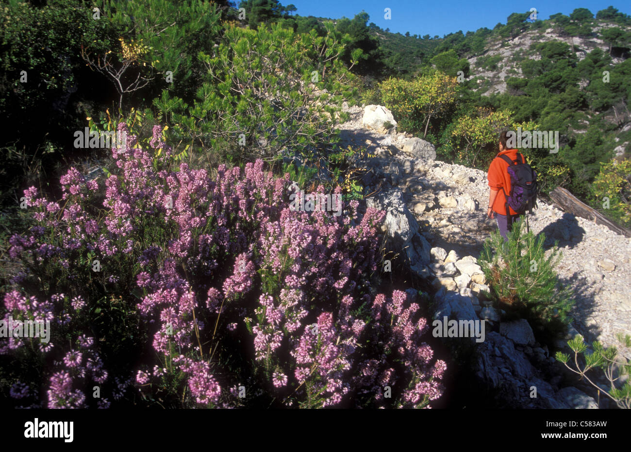 France, Provence, walking, hiking, Les Calanques, near Cassis, plants ...