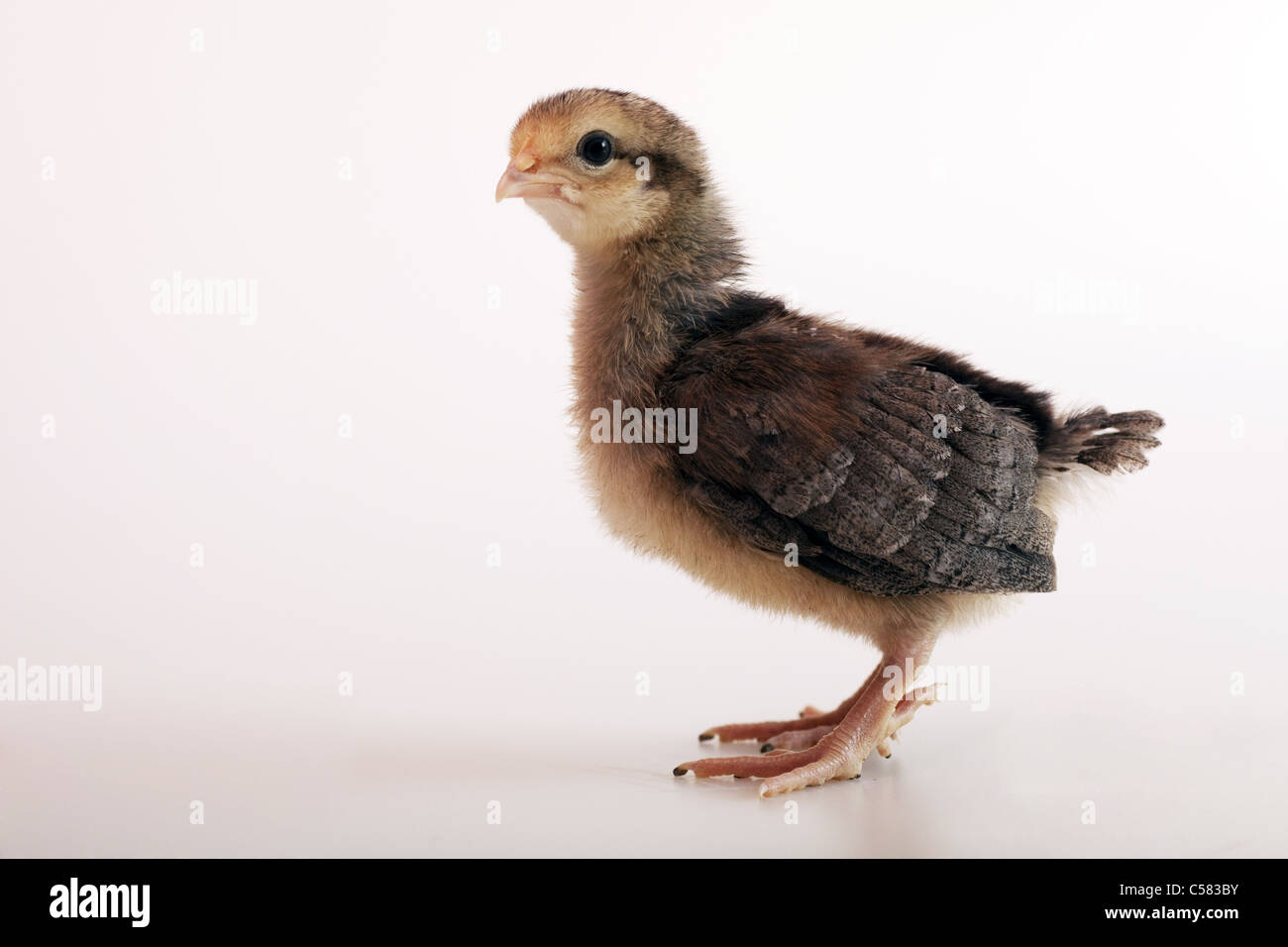 Five toed bird hi-res stock photography and images - Alamy