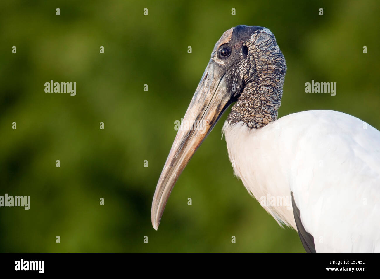 Wood stork beach hi-res stock photography and images - Alamy