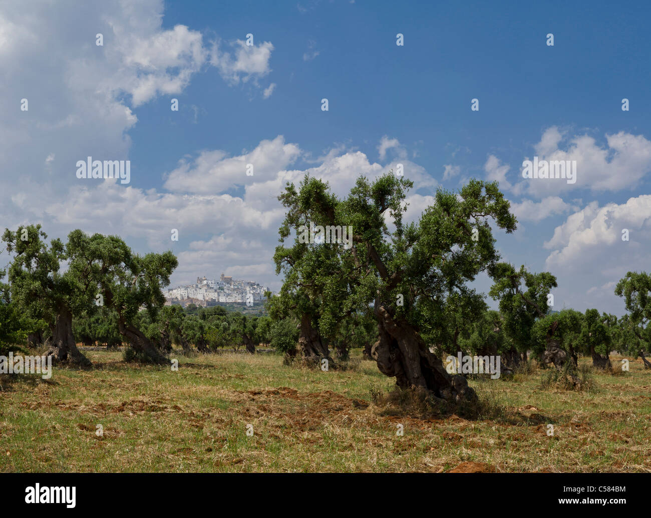 Olive trees hi-res stock photography and images - Alamy