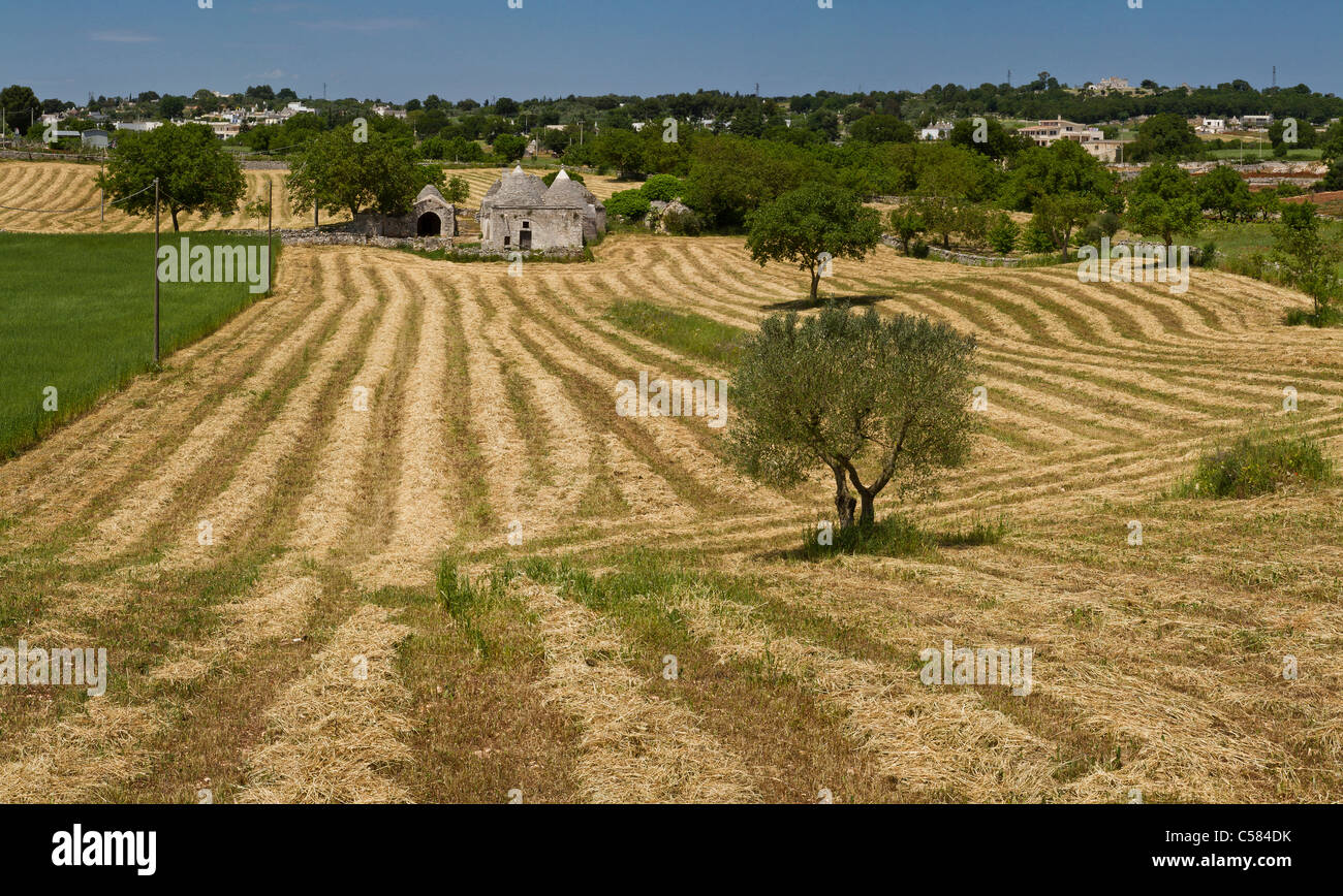 Italy, Europe, Trulli, Cisternino, Puglia, landscape, field, meadow ...