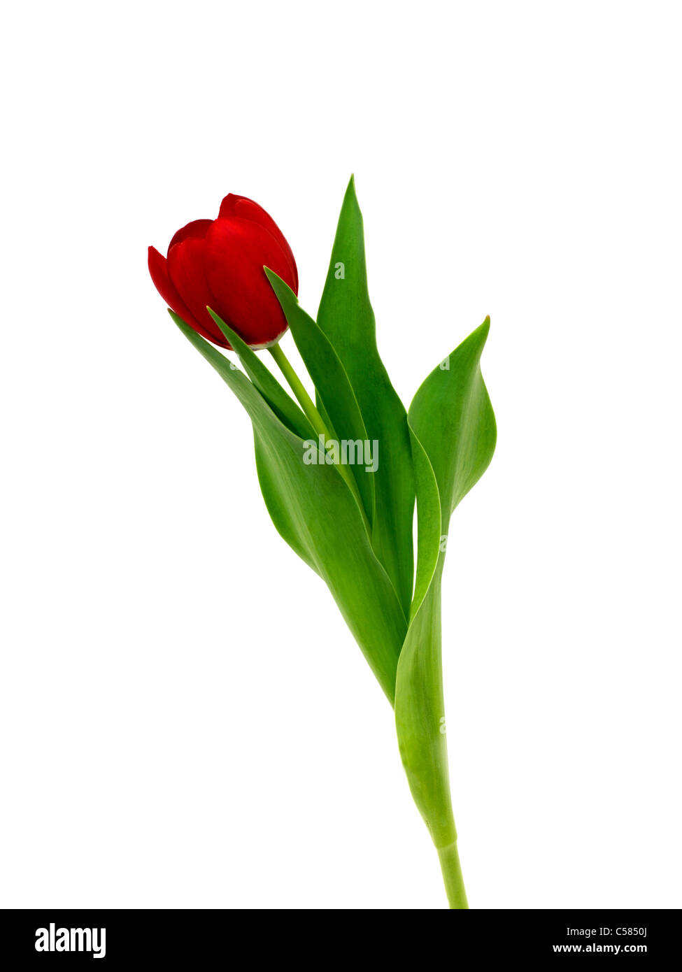 Tulip Cut Out Stock Photo - Alamy