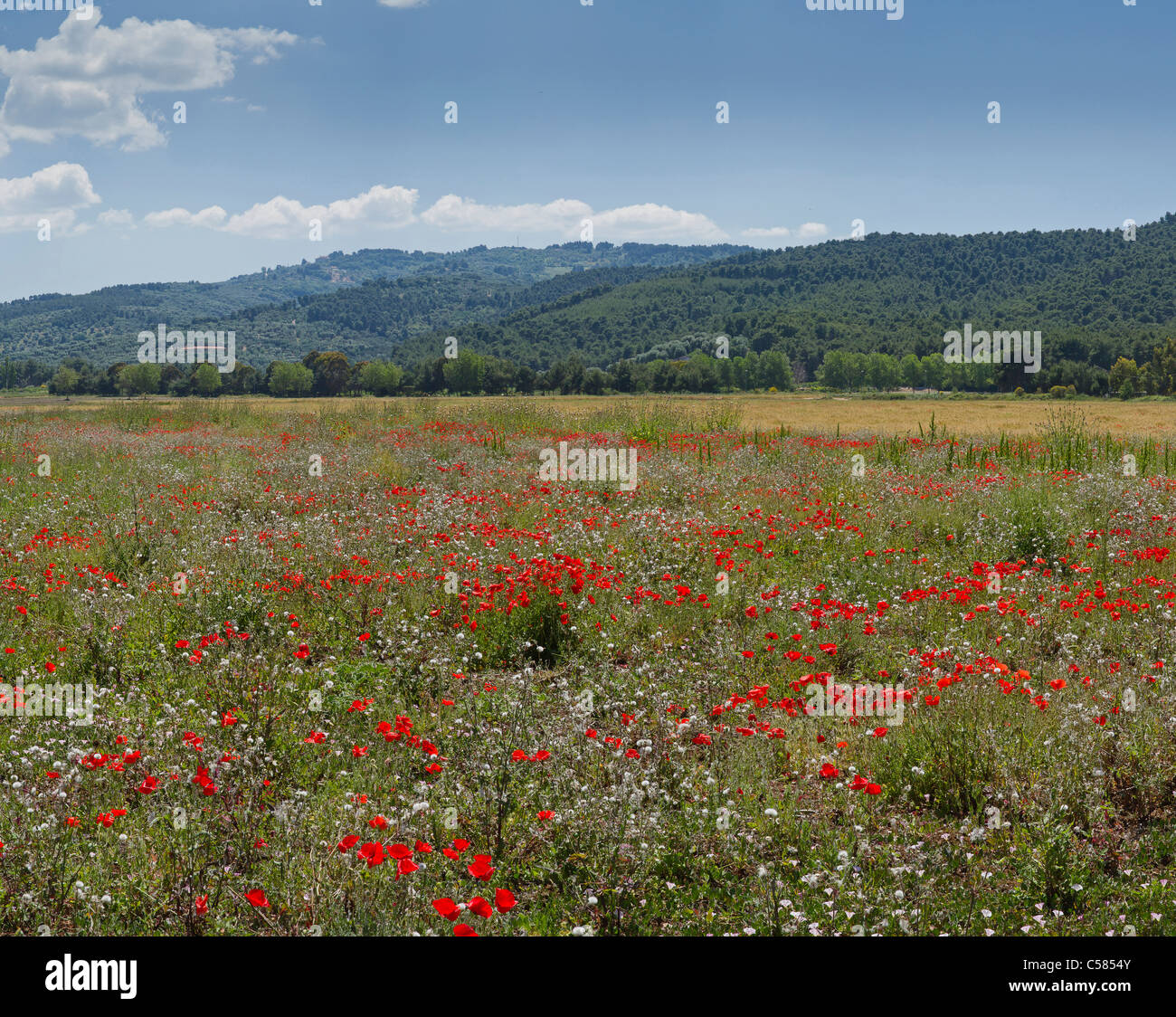 Italy, Europe, Field full of flowers, Peschici, Gargano, Puglia ...