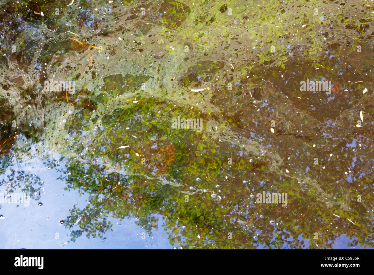 Brackish soil hi-res stock photography and images - Alamy