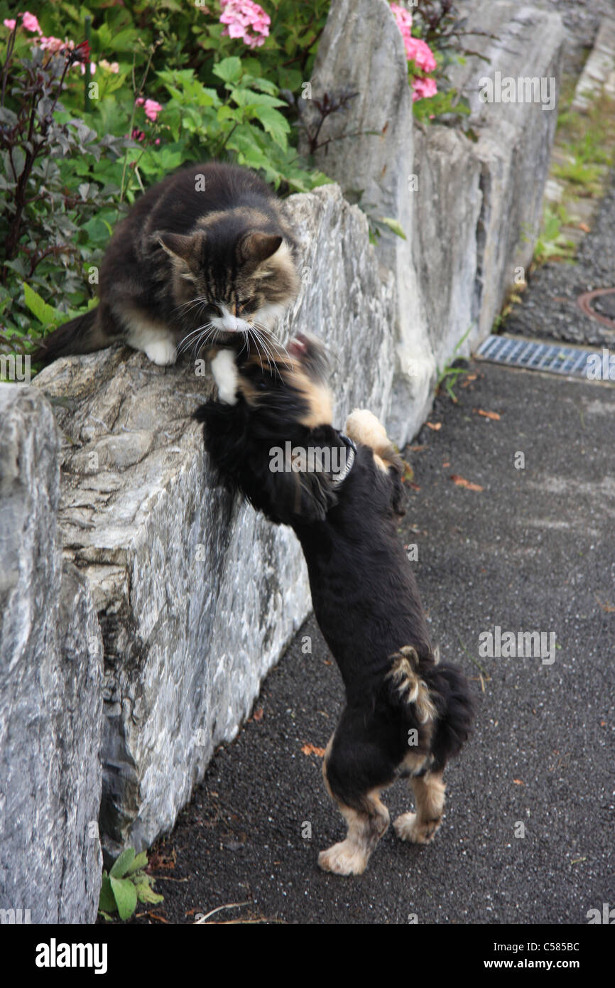 Switzerland, cat, wall, Norwegian forest cat, domestic animal, pet ...