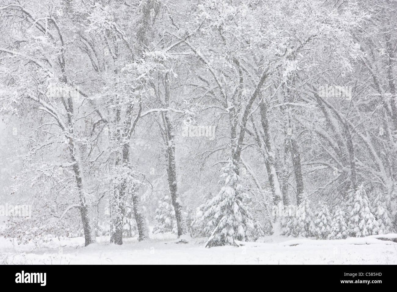 Snow falling in Yosemite valley with California Black Oak trees in the ...