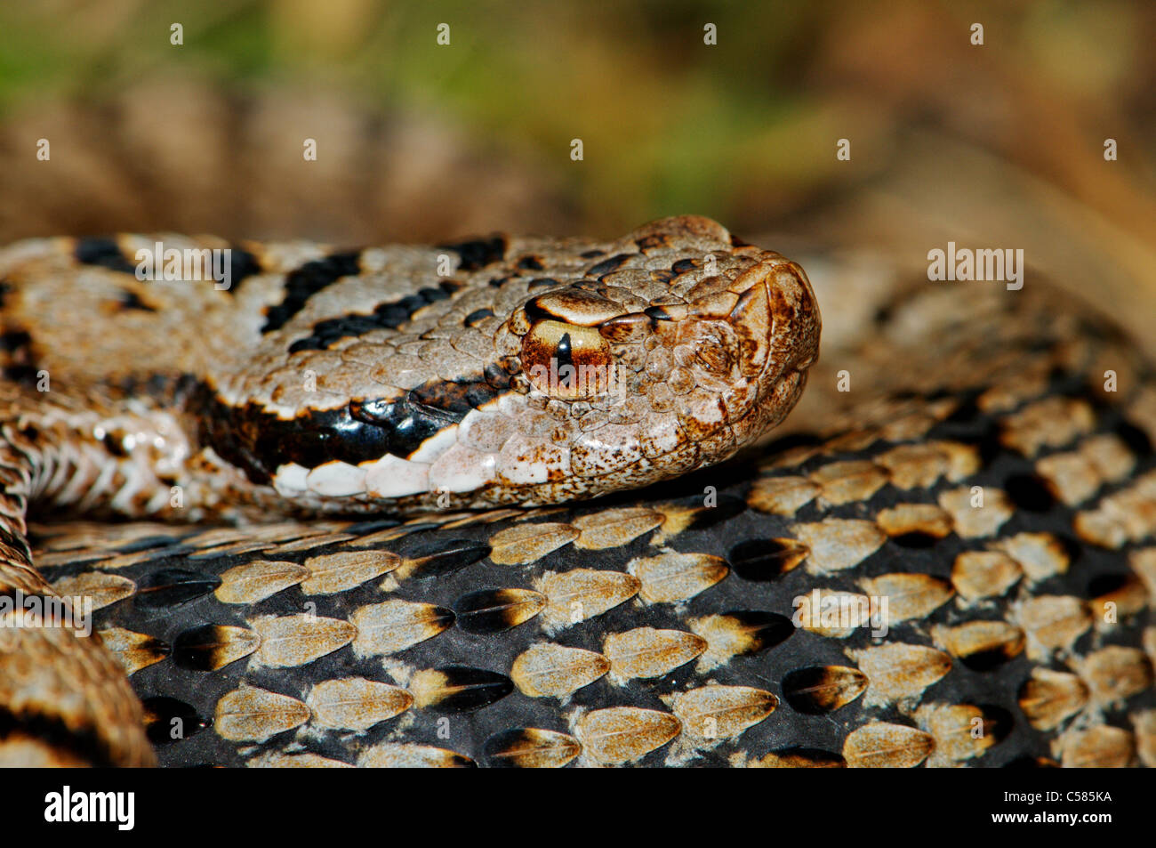 viper, vipers, adder, adders, asp viper, Vipera a. aspis, snake, snakes ...