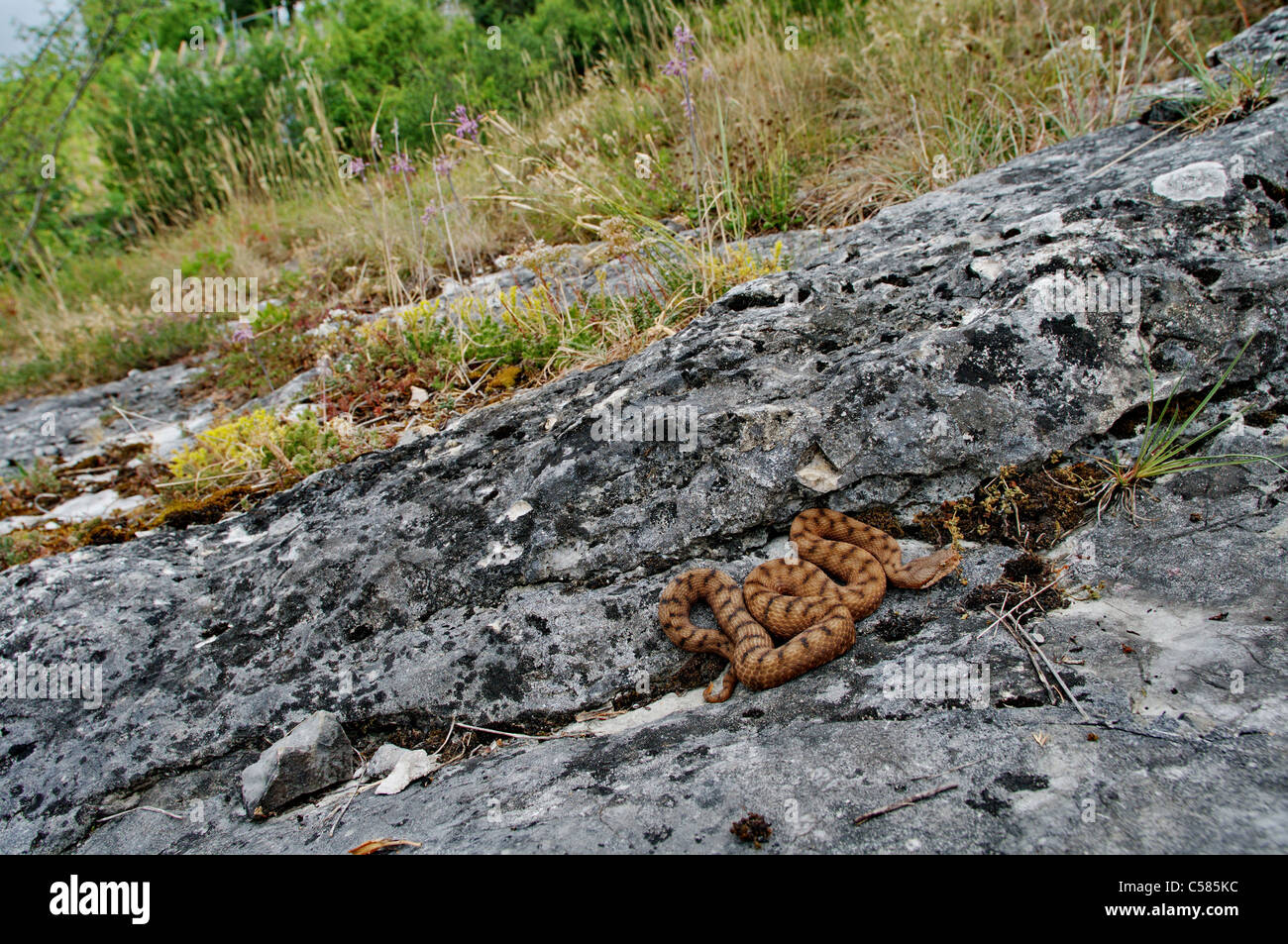 Asp viper vipera aspis snake hi-res stock photography and images - Alamy