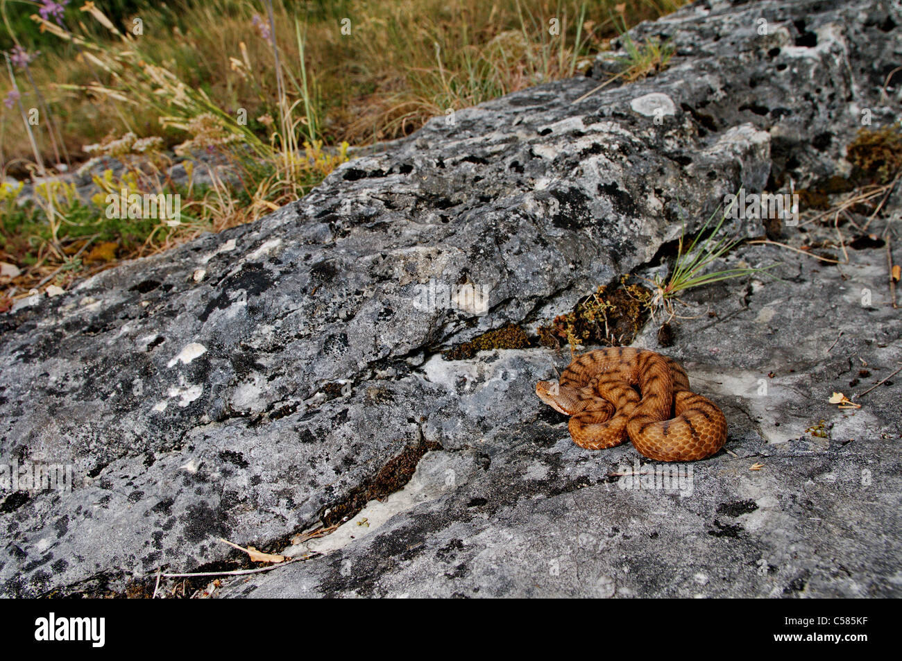 viper, vipers, adder, adders, asp viper, Vipera a. aspis, snake, snakes ...