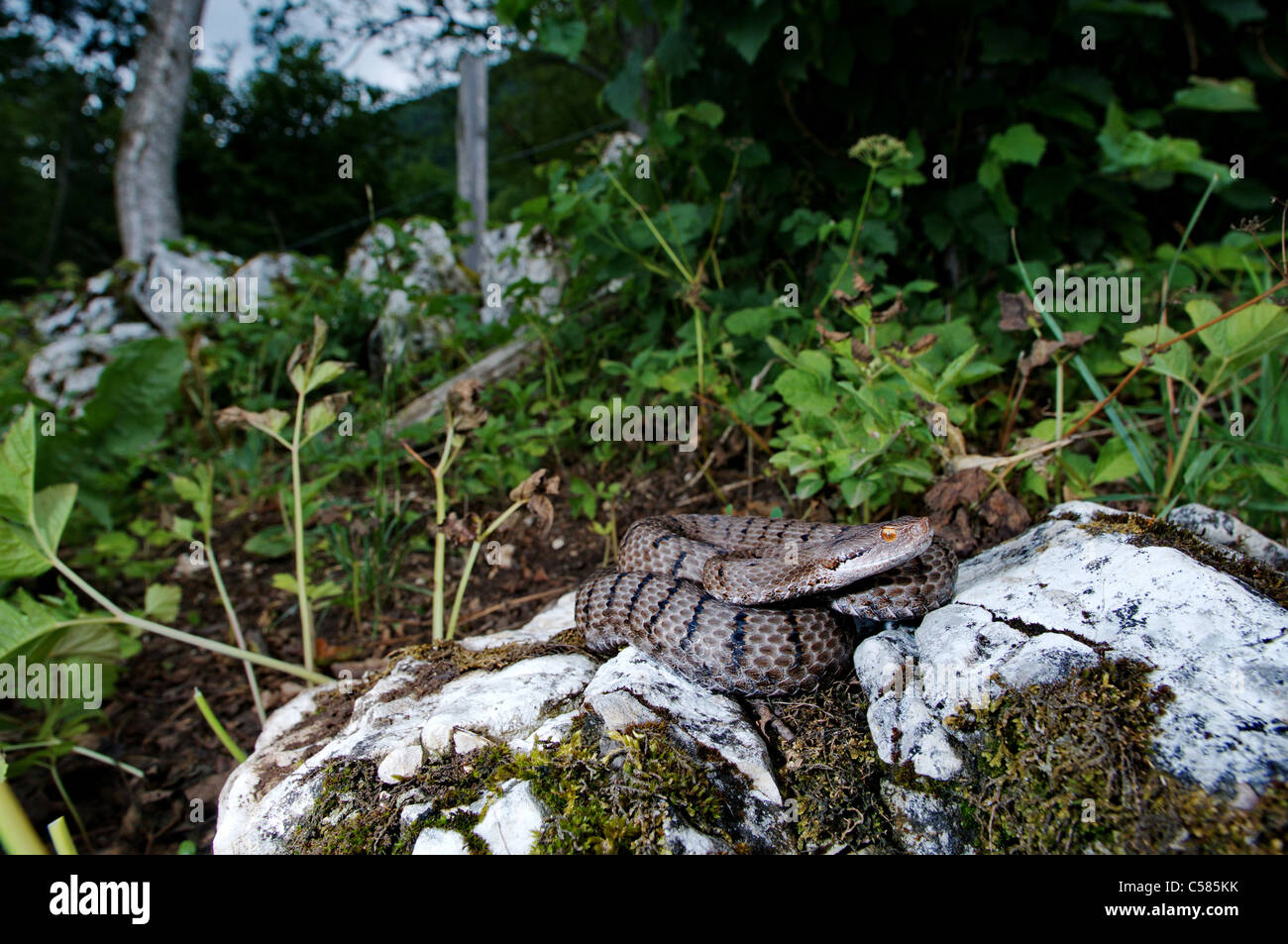 viper, vipers, adder, adders, asp viper, Vipera a. aspis, snake, snakes ...