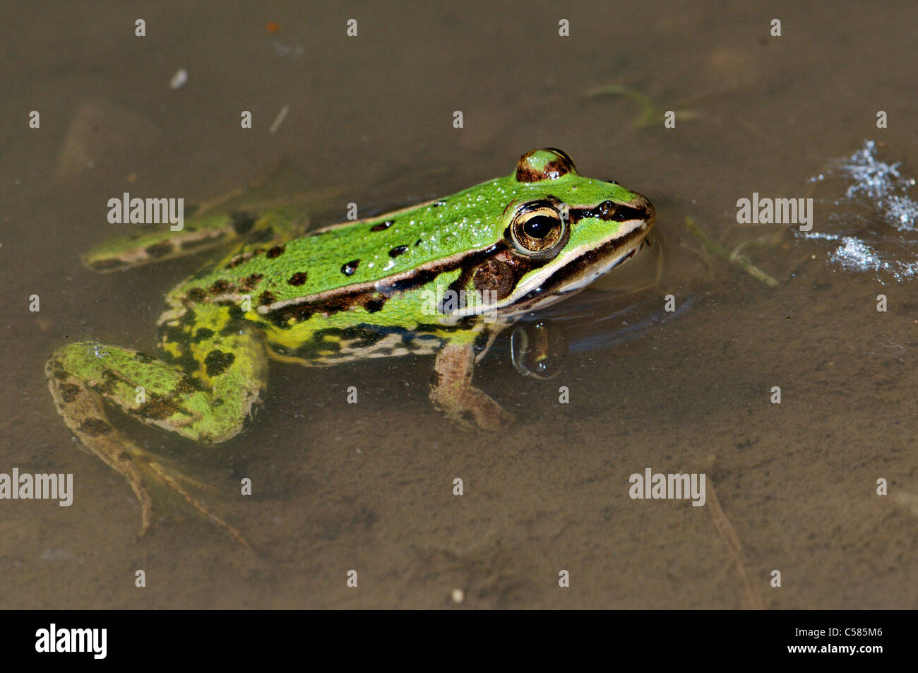 frog, frogs, water frog, green frog, Pelophylax esculentus, Pelophylax ...