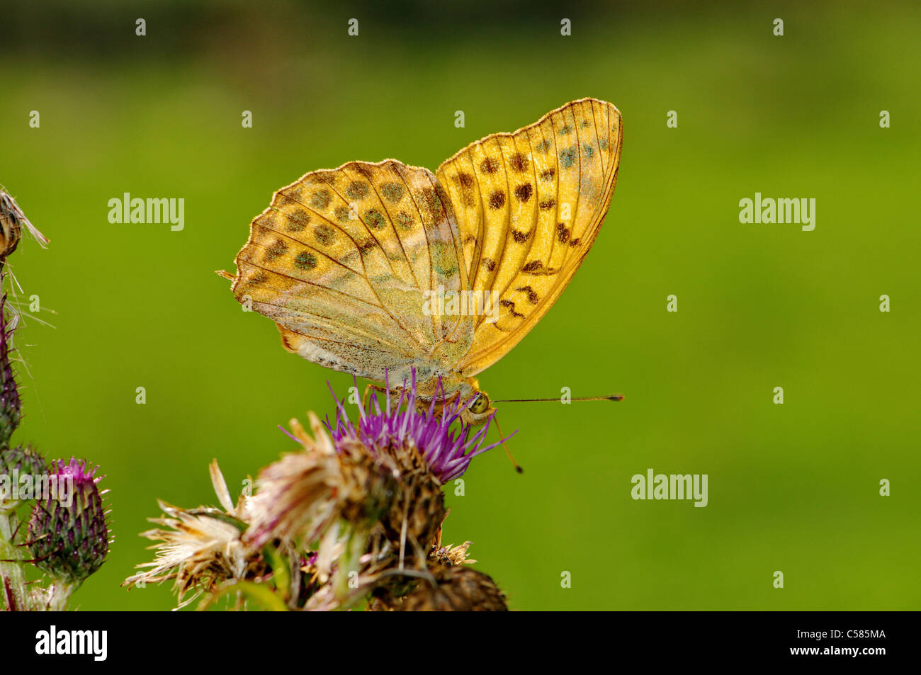 Silver-washed Fritillary, Argynnis paphia, butterfly, butterflies ...