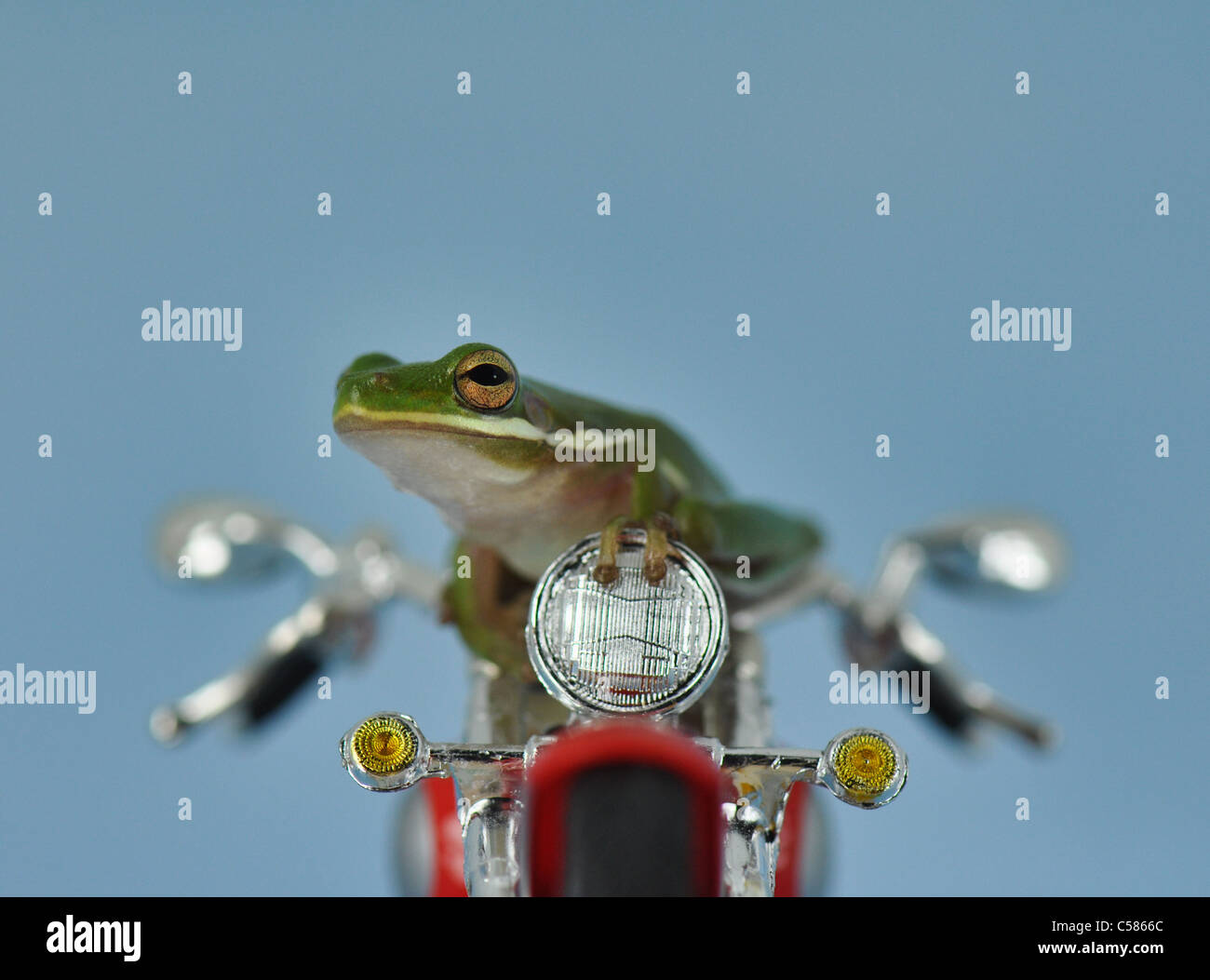 Motorbike frog hi-res stock photography and images - Alamy