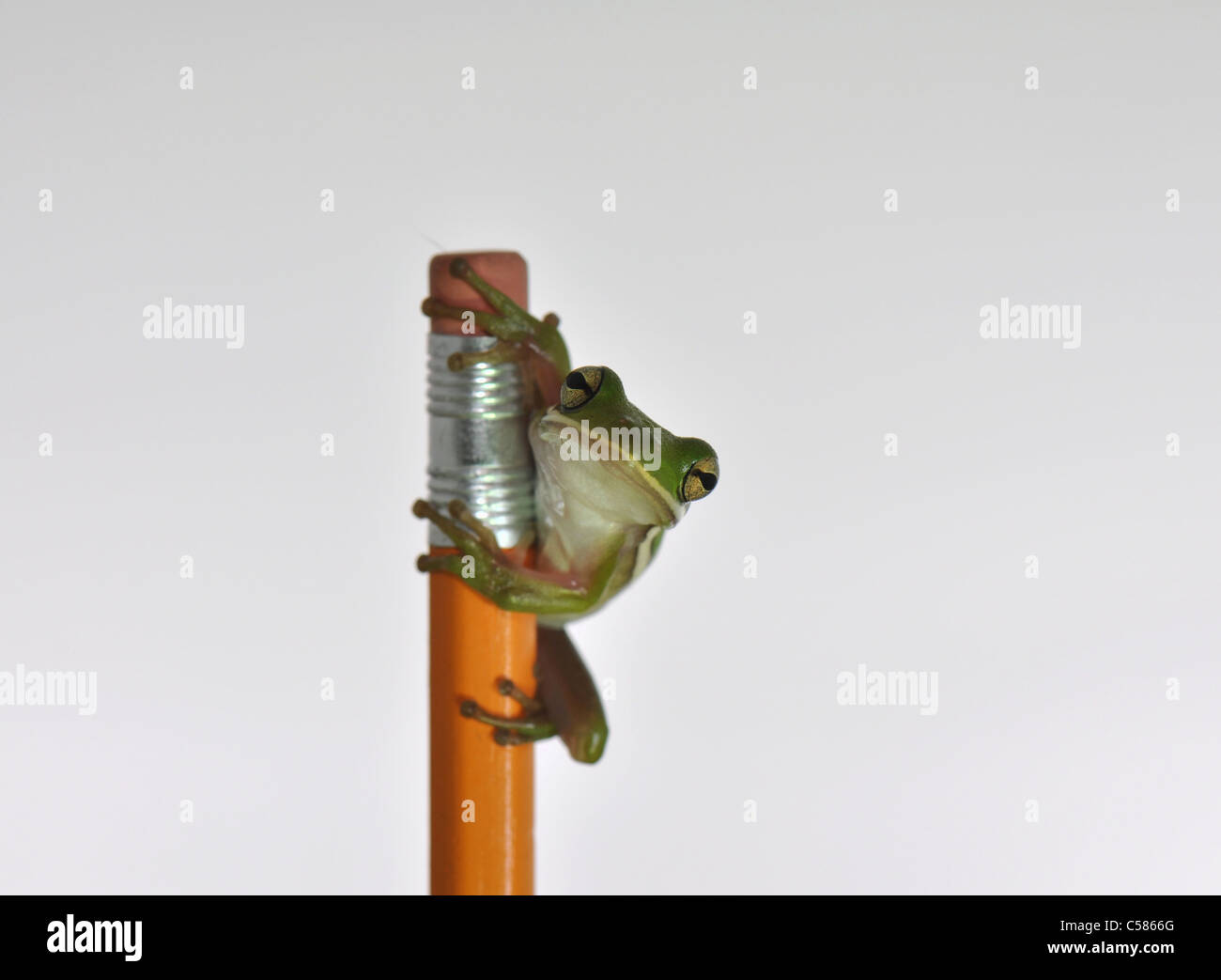 Frog art hi-res stock photography and images - Alamy