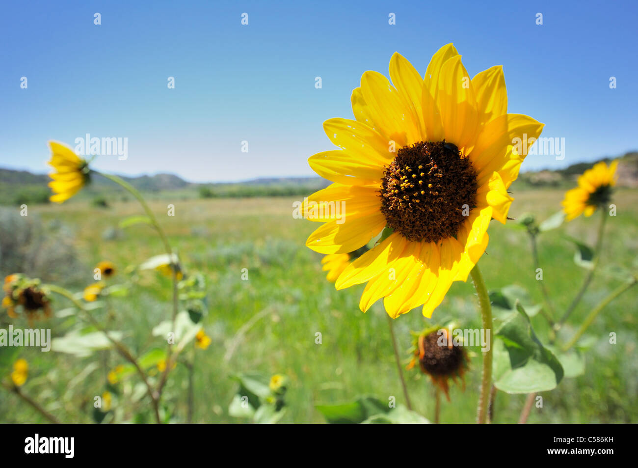 Wild sunflowers helianthus annuus hi-res stock photography and images ...