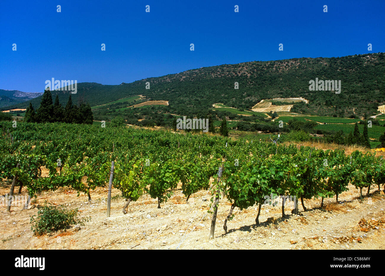 Aude vineyard hi-res stock photography and images - Alamy
