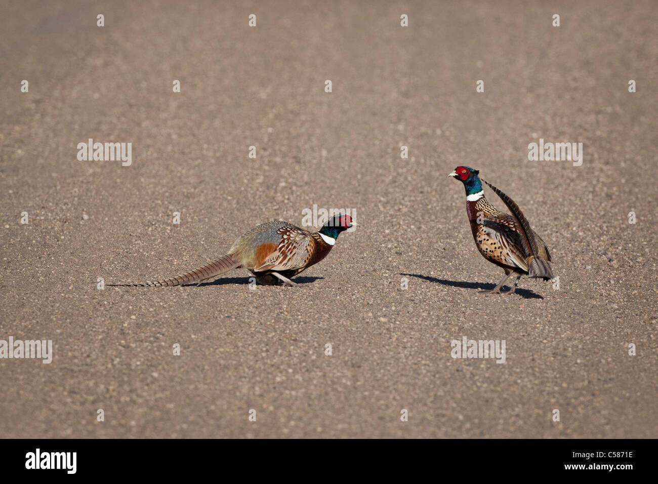 Pheasant Roosters fighting during spring breeding season in the South ...