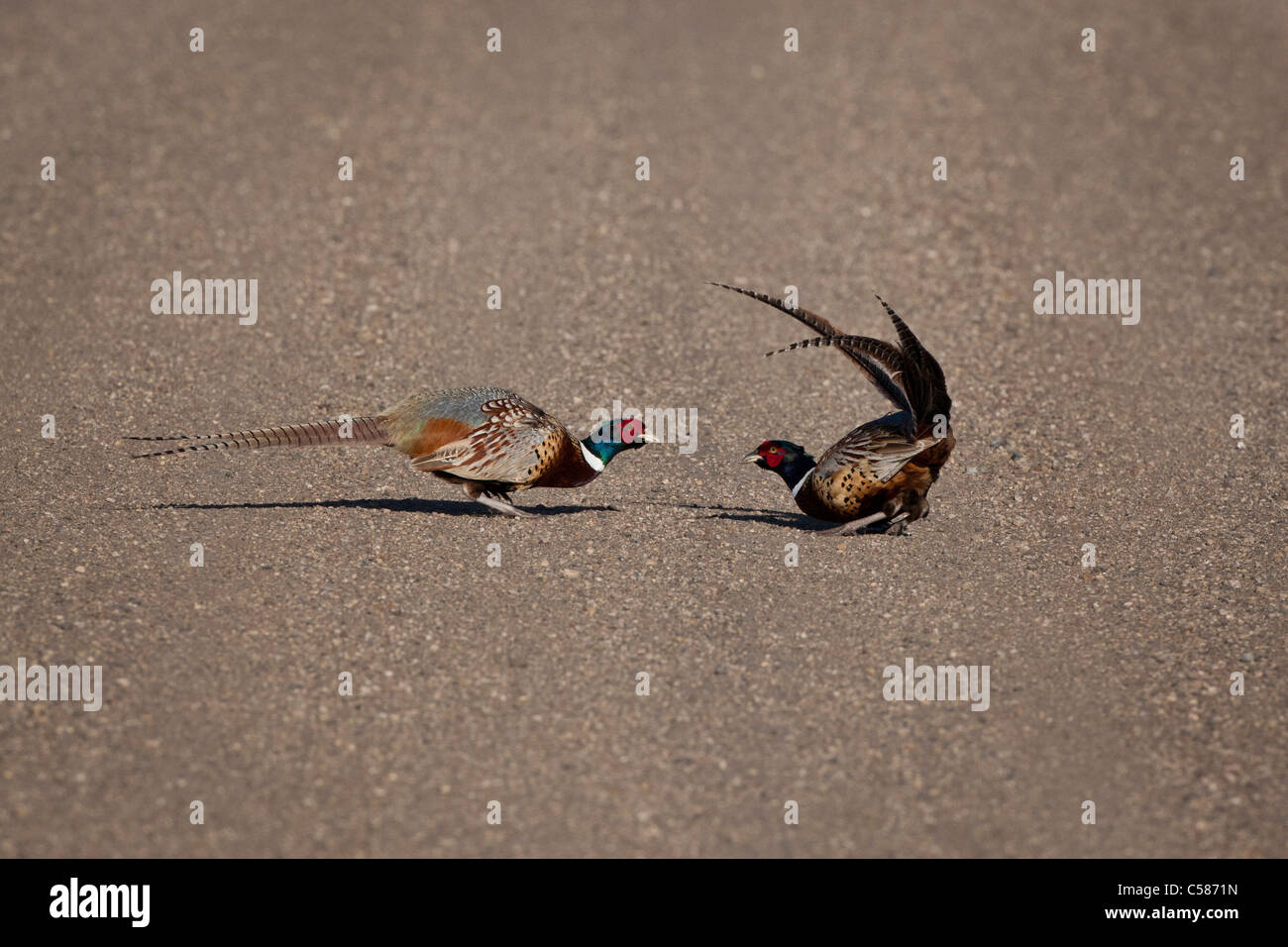 Pheasant Roosters fighting during spring breeding season in the South ...