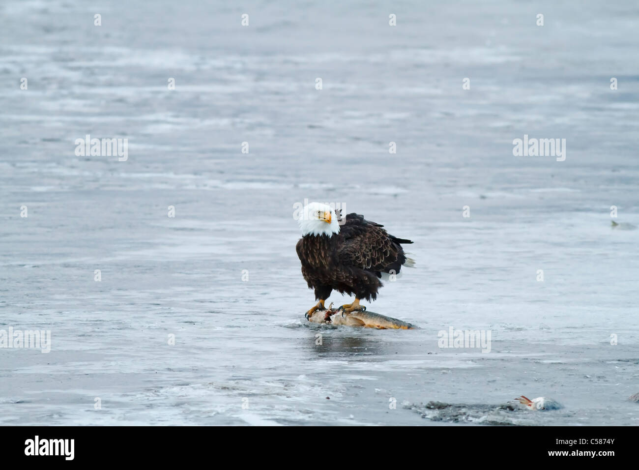 Bald Eagle with a fish for food @ Farmington Bay Utah winter time Stock ...