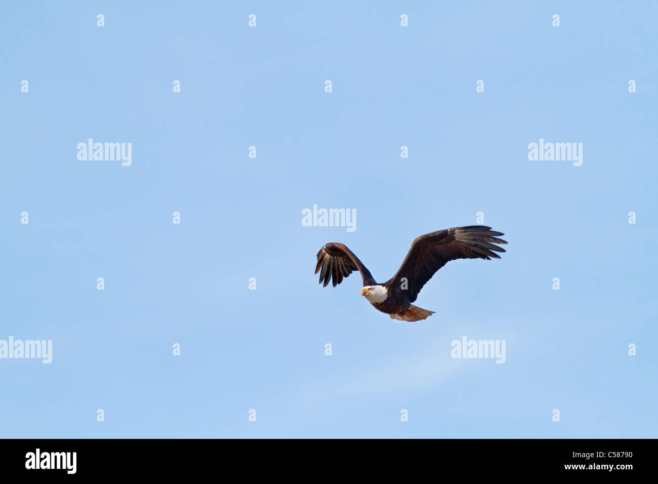Bald Eagle Flying by Stock Photo - Alamy