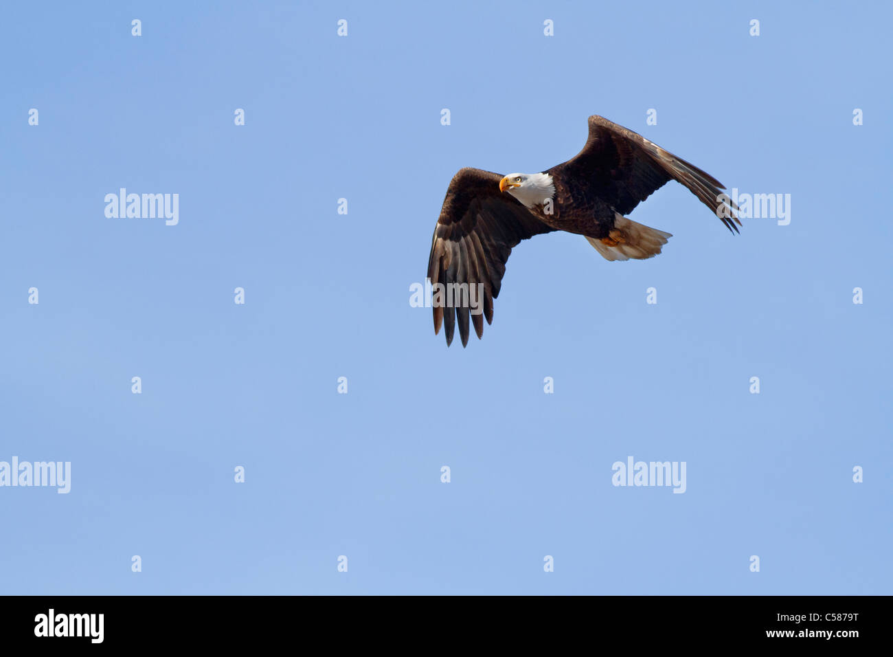 Bald Eagle flying by Stock Photo - Alamy