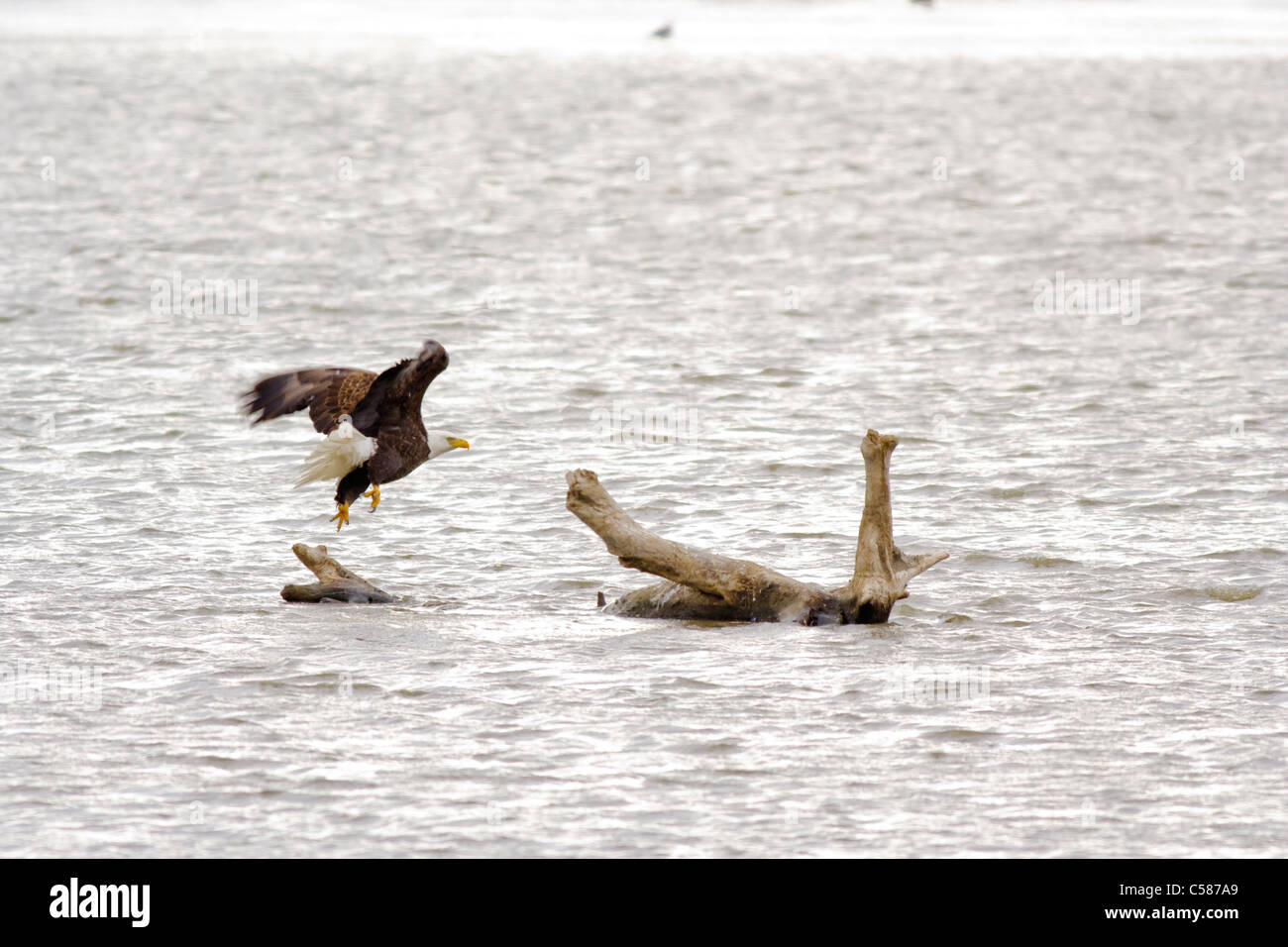 Blad Eagle taking off from its perch Stock Photo - Alamy