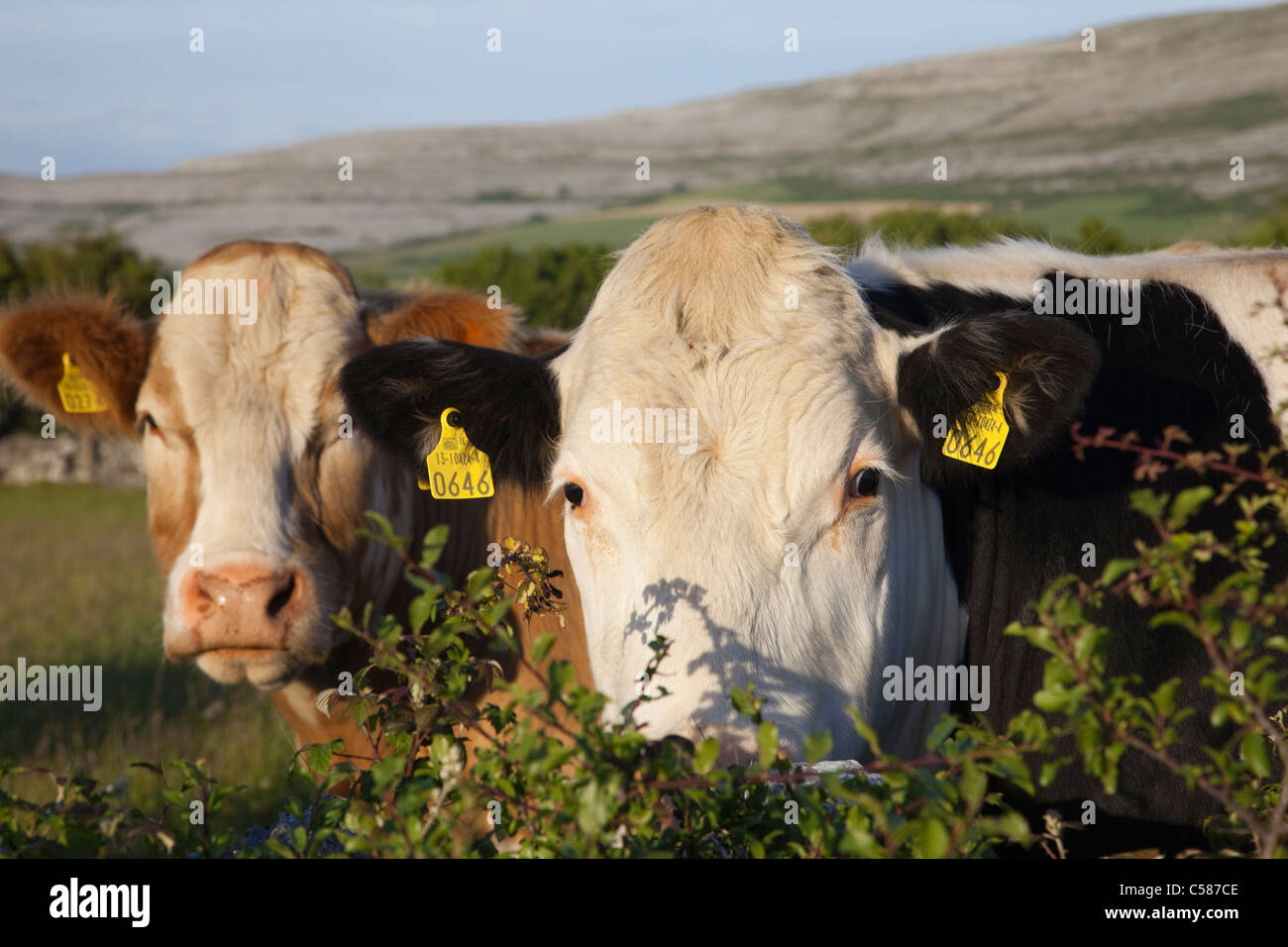 Republic of Ireland, Ireland, County Clare, Co.Clare, Cow, Cows, Farm ...