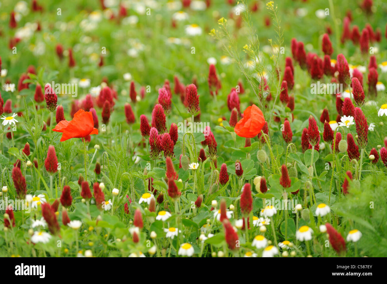 Blossoms field hi-res stock photography and images - Alamy