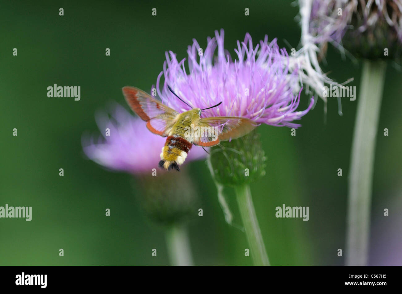 Broad-bordered Bee Hawk-moth, Hemaris fuciformis, Hawk-moth, insects ...