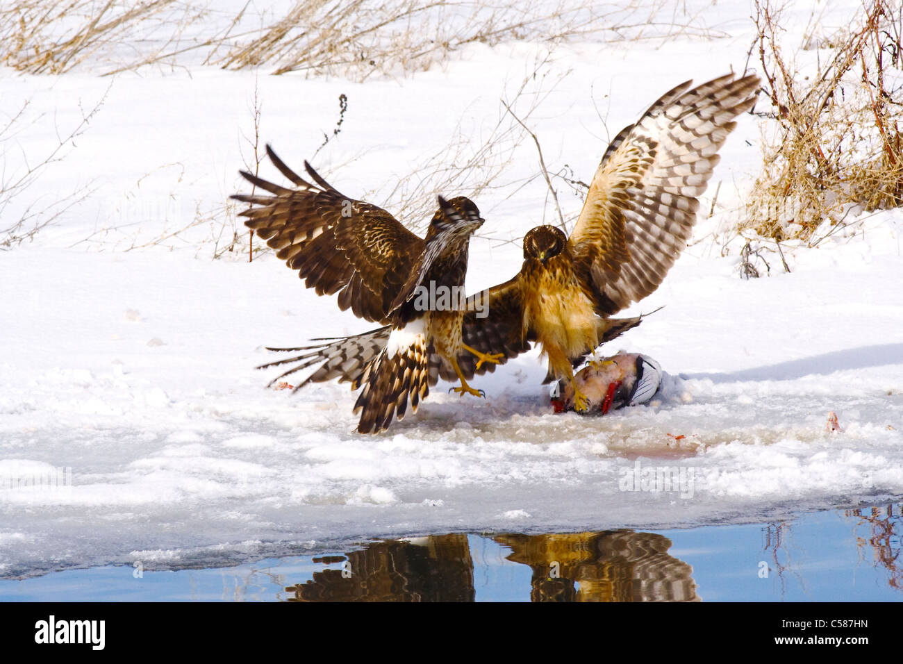 Fighting hawks hi-res stock photography and images - Alamy