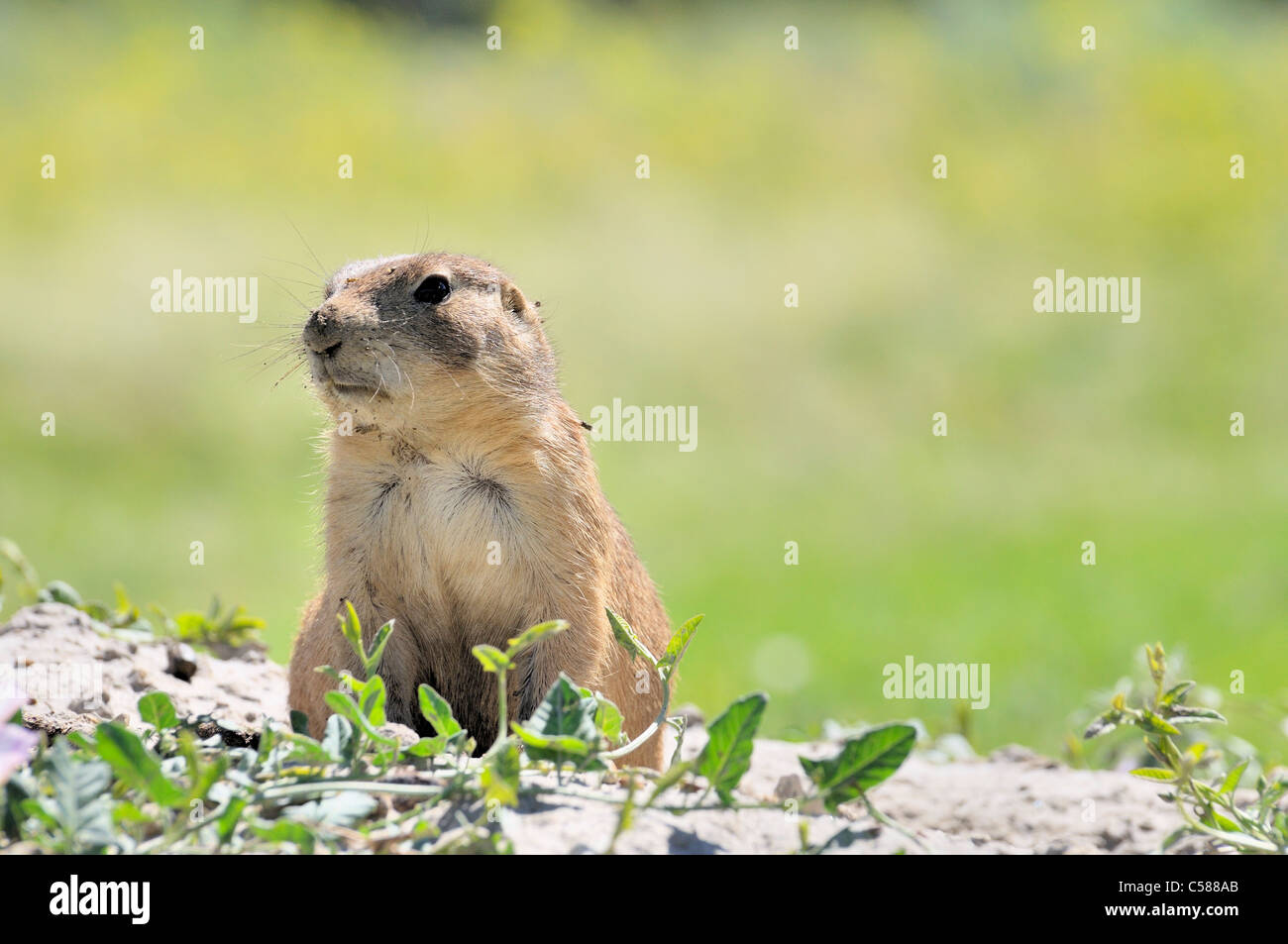 Prairie Dog Colony in Theodore Roosevelt National Park, North Dakota ...