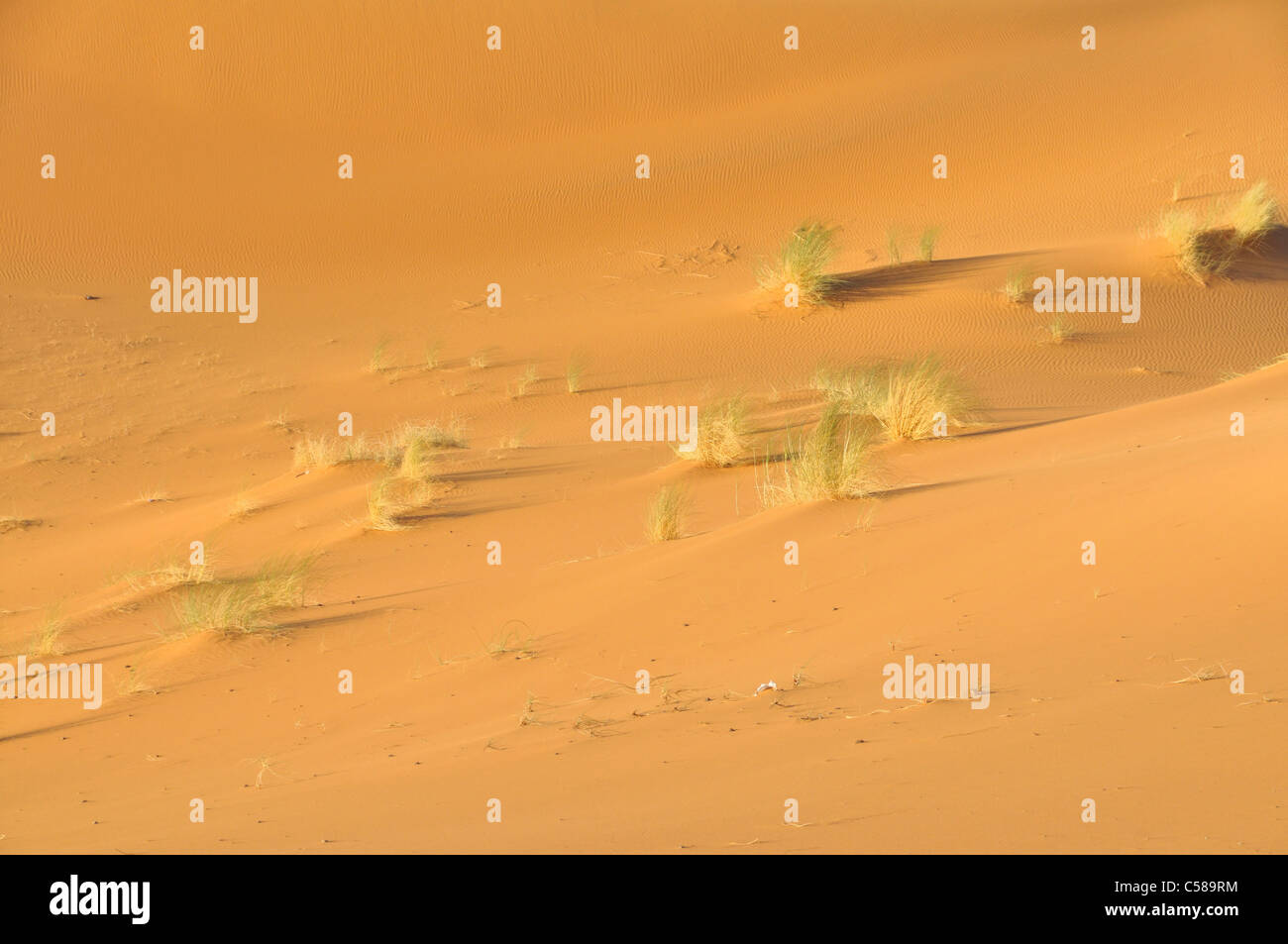 Flora of north africa hi-res stock photography and images - Alamy