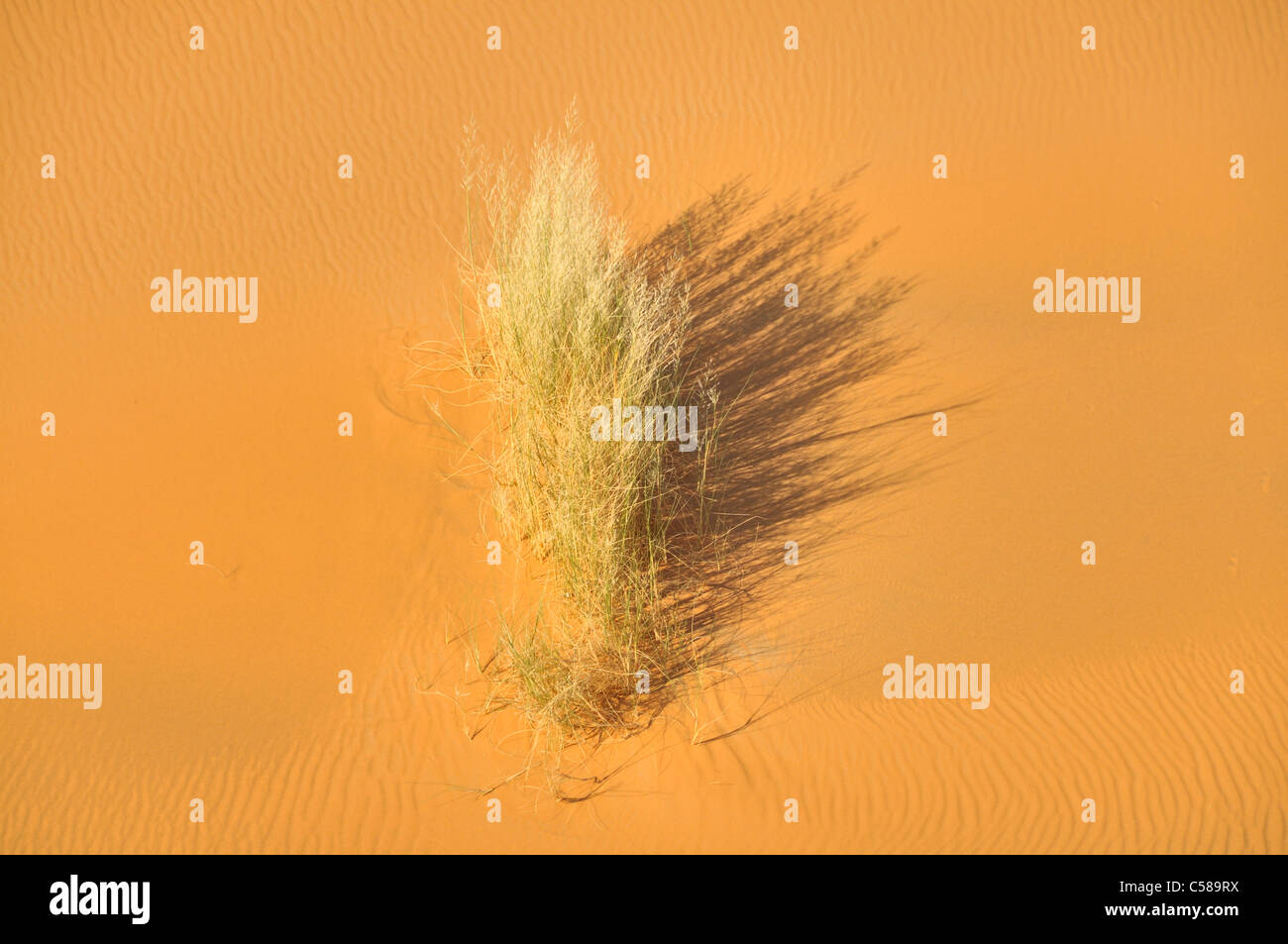 Africa, Morocco, Maghreb, North Africa, sand dunes, erg Chebbi, desert ...