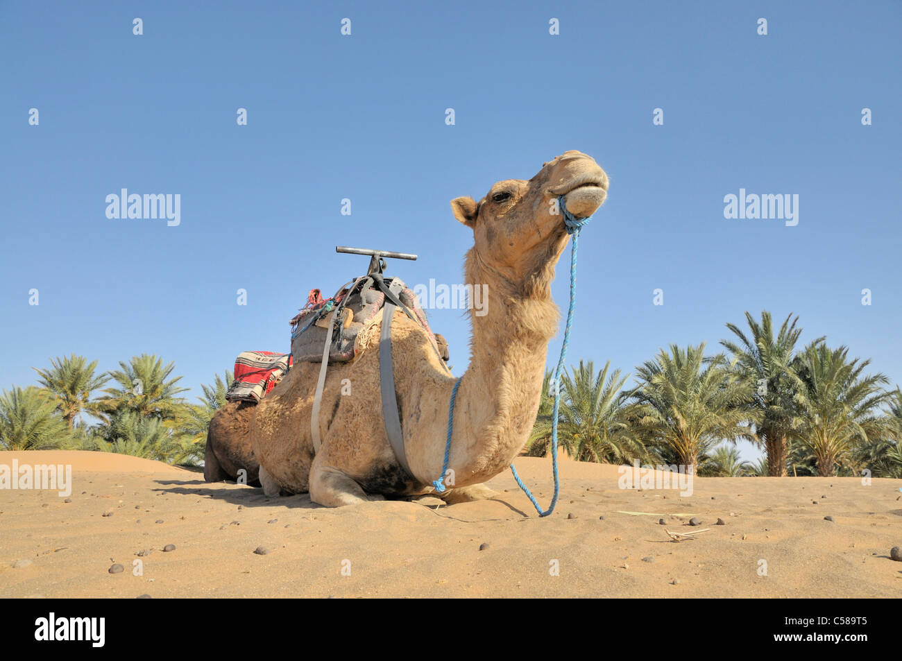 Africa, Morocco, Maghreb, North Africa, sand dunes, erg Chebbi, desert ...