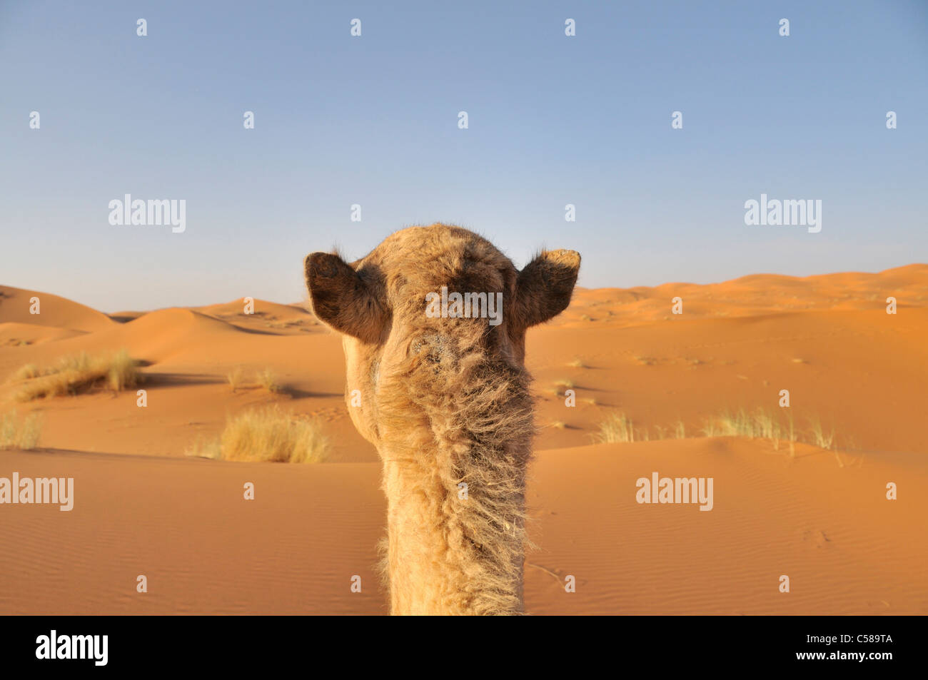 Africa, Morocco, Maghreb, North Africa, sand dunes, erg Chebbi, desert ...