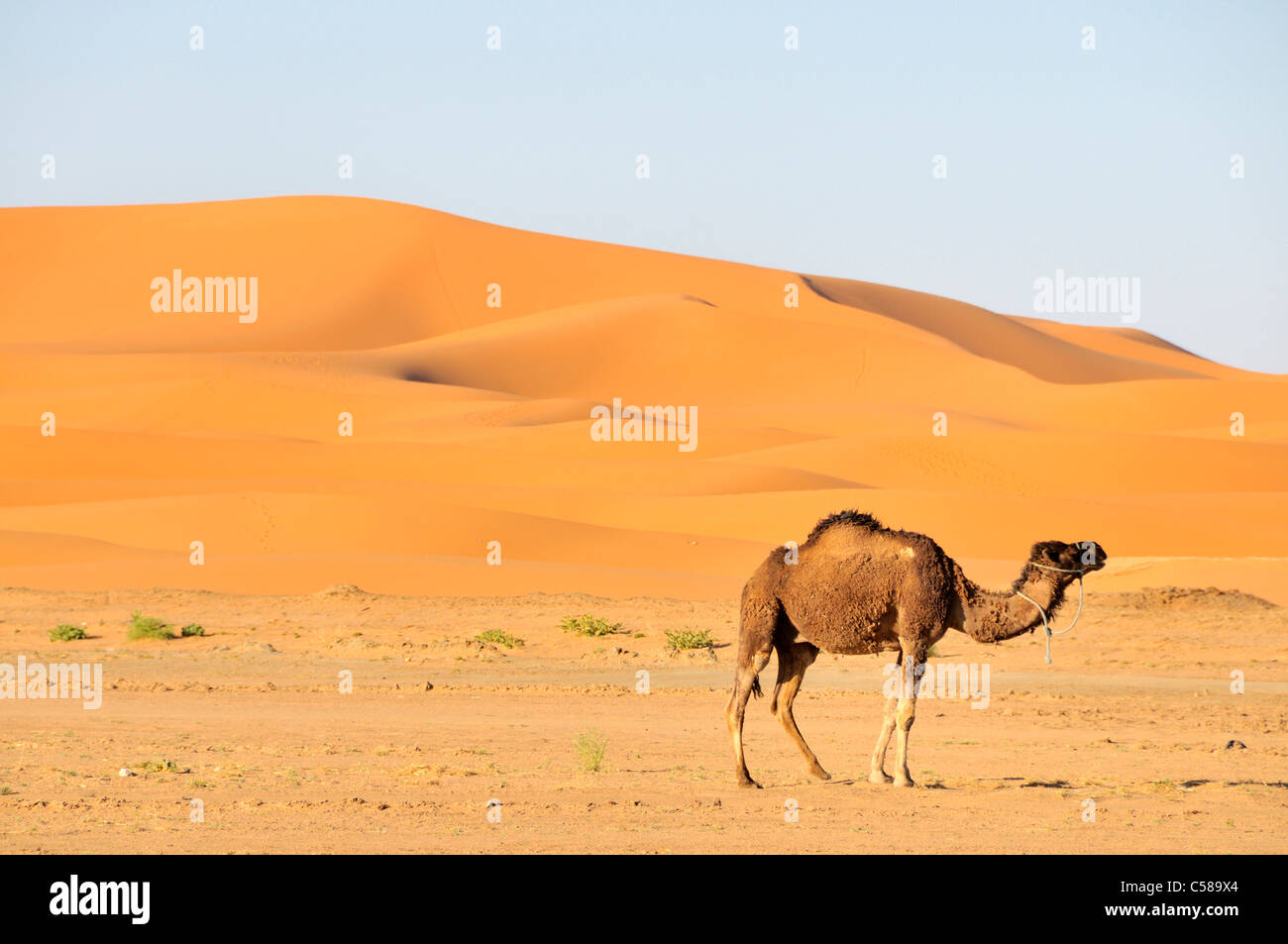 Africa, Morocco, Maghreb, North Africa, sand dunes, erg Chebbi, desert ...