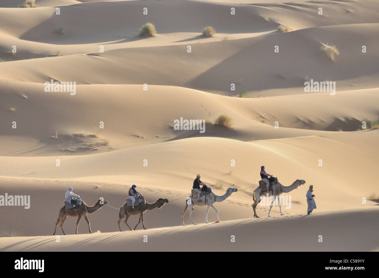 Africa, Morocco, Maghreb, North Africa, sand dunes, erg Chebbi, desert ...