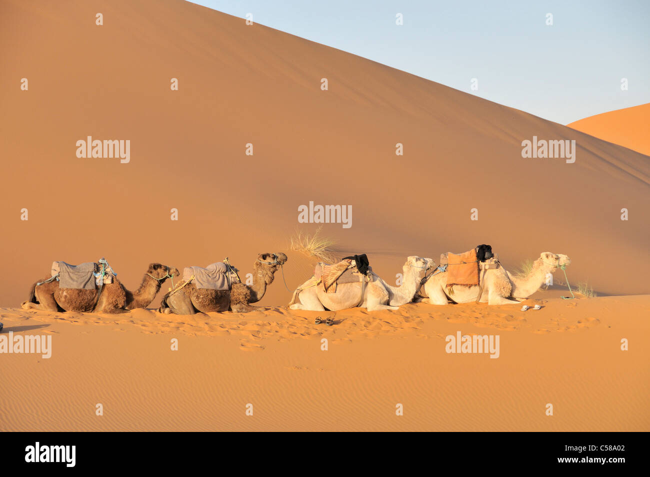 Africa, Morocco, Maghreb, North Africa, sand dunes, erg Chebbi, desert ...