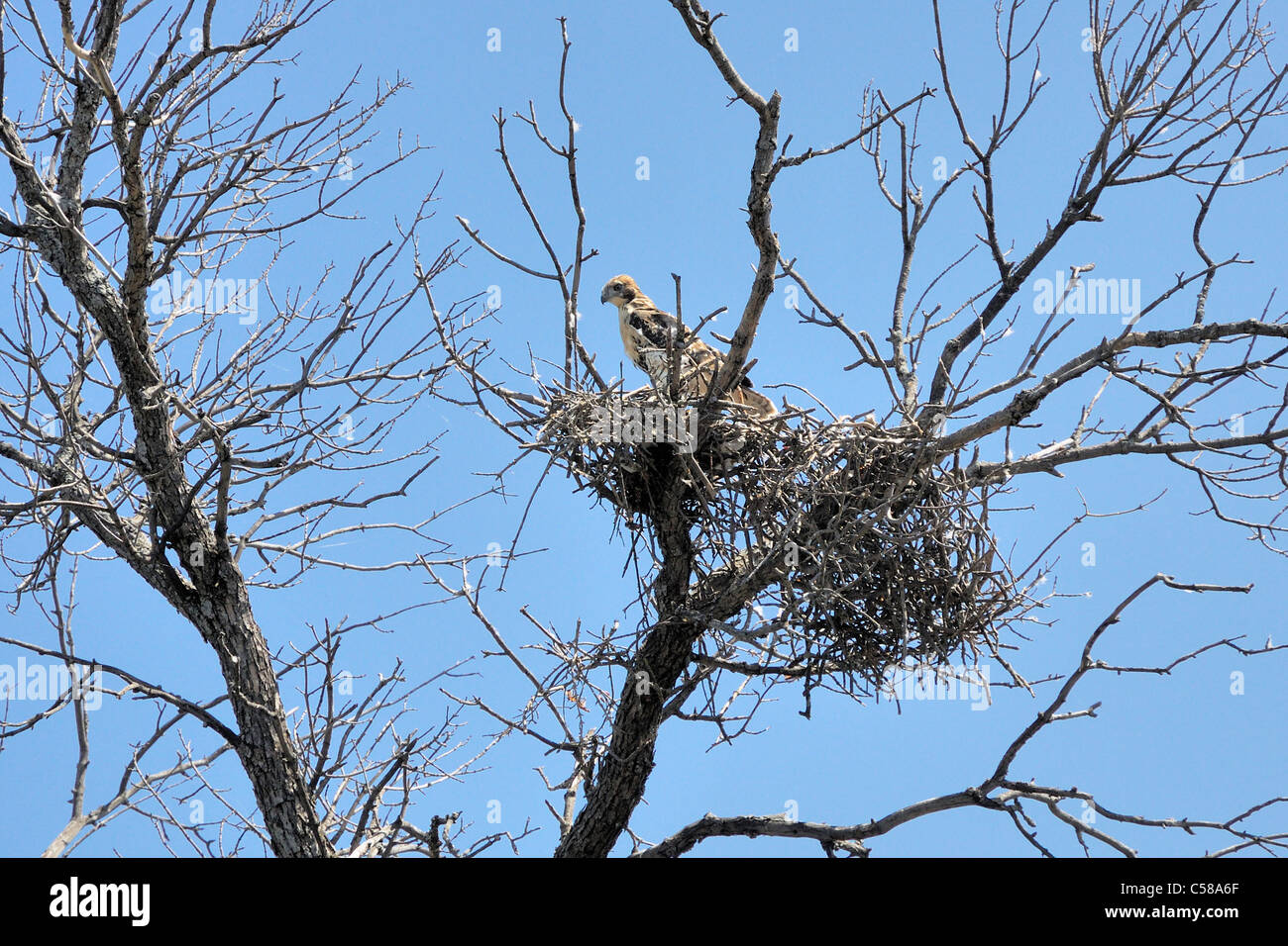 Red tailed hawk nest hi-res stock photography and images - Alamy