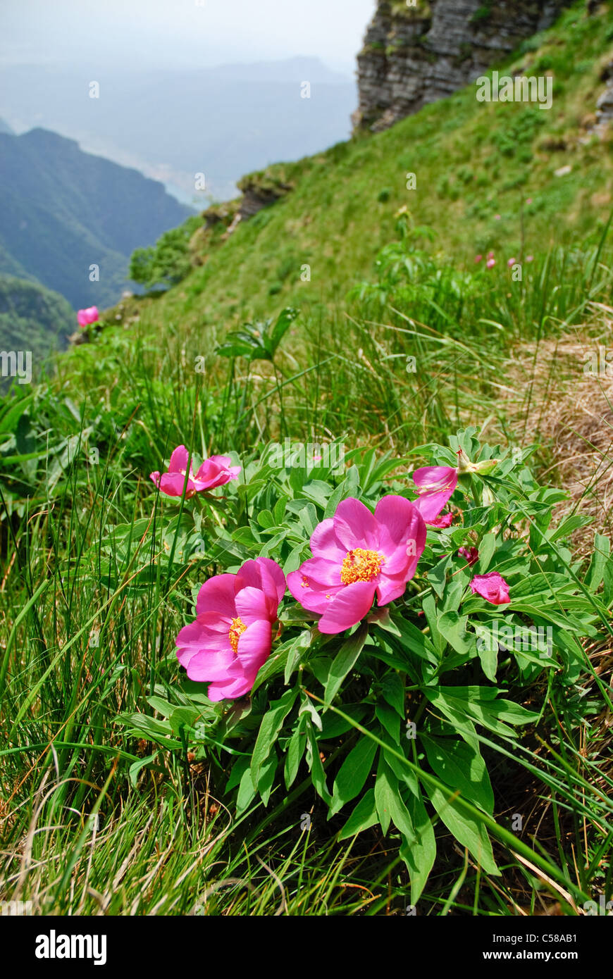 Mendrisiotto hi-res stock photography and images - Alamy