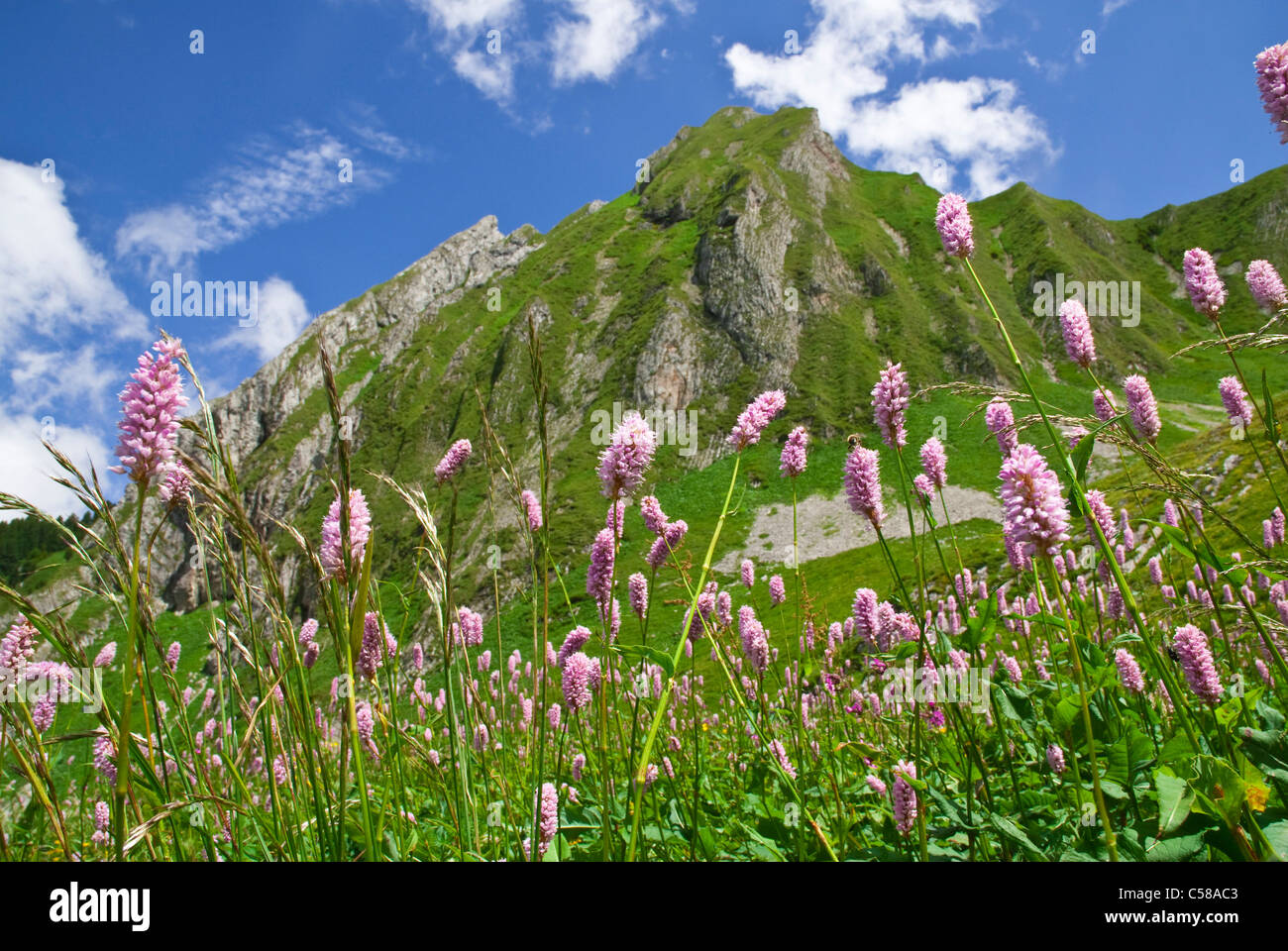 Alps, mountains, Bern, canton BE, Bernese Oberland, flower, blossom ...