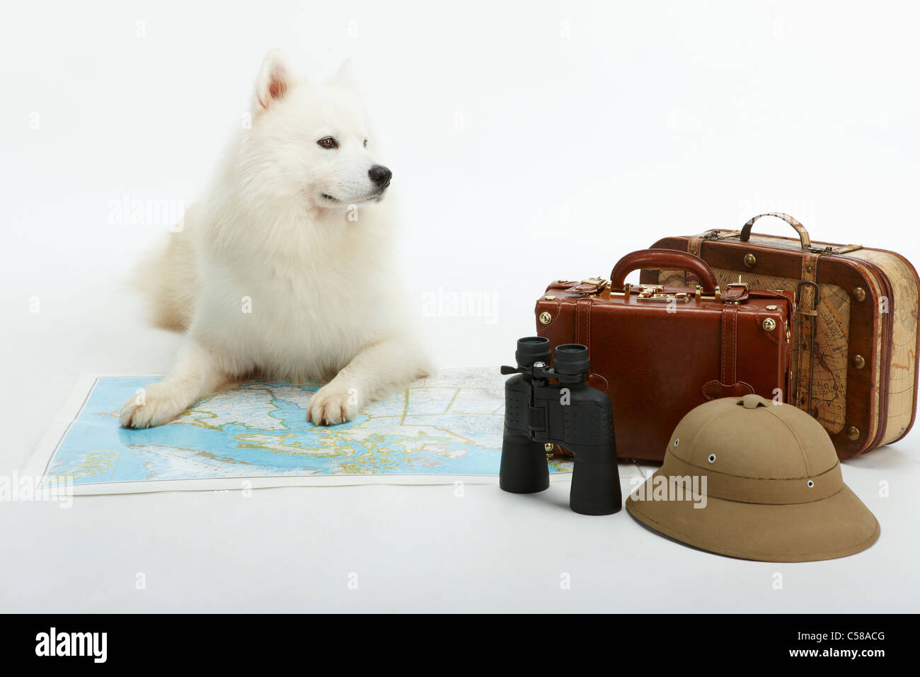 Samoyed hat hi-res stock photography and images - Alamy